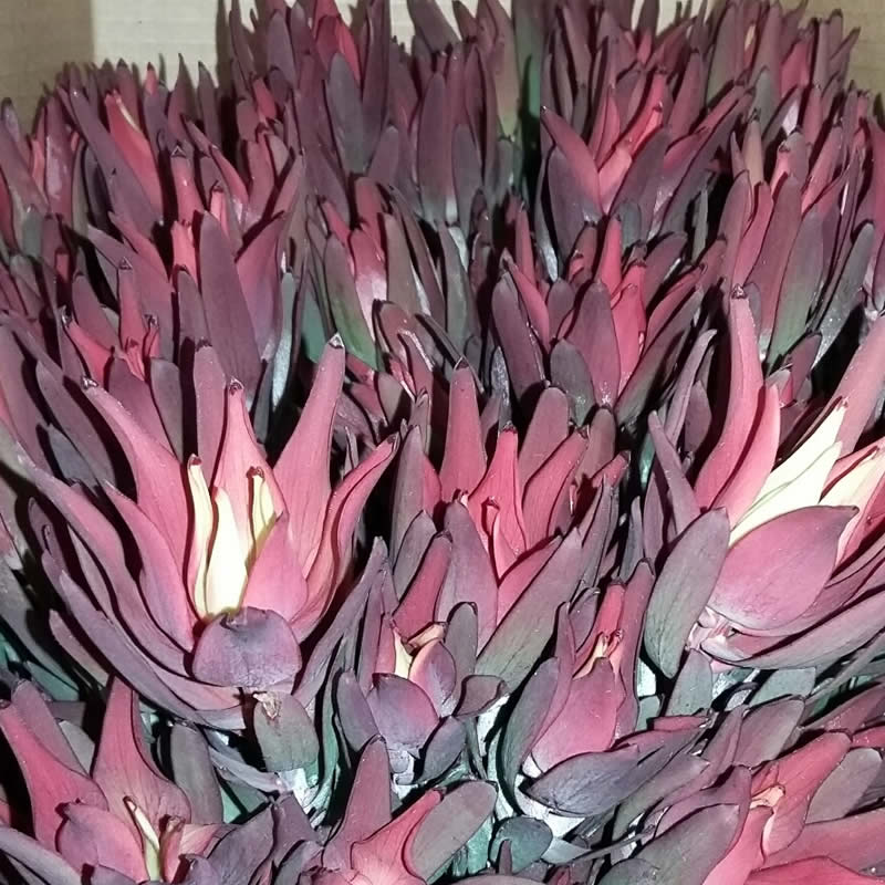 Blush Spray - The Flower Company