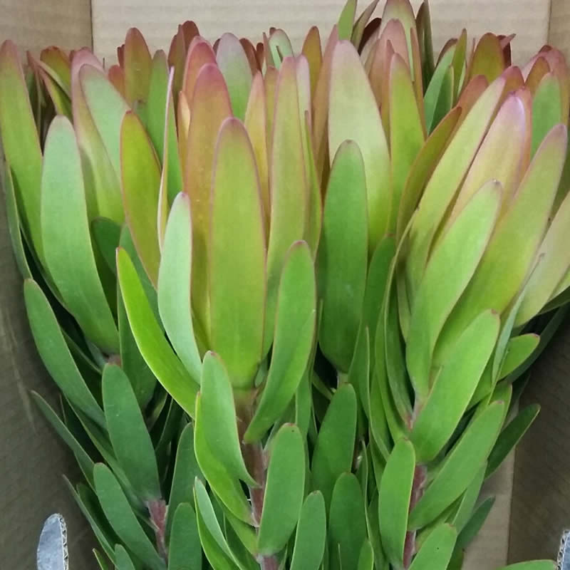 Ulke - The Flower Company